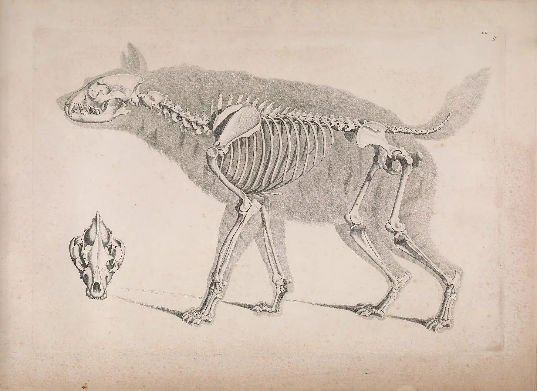 The Trees Zine — Timberwolves 2025-26 Classic Edition Uniform